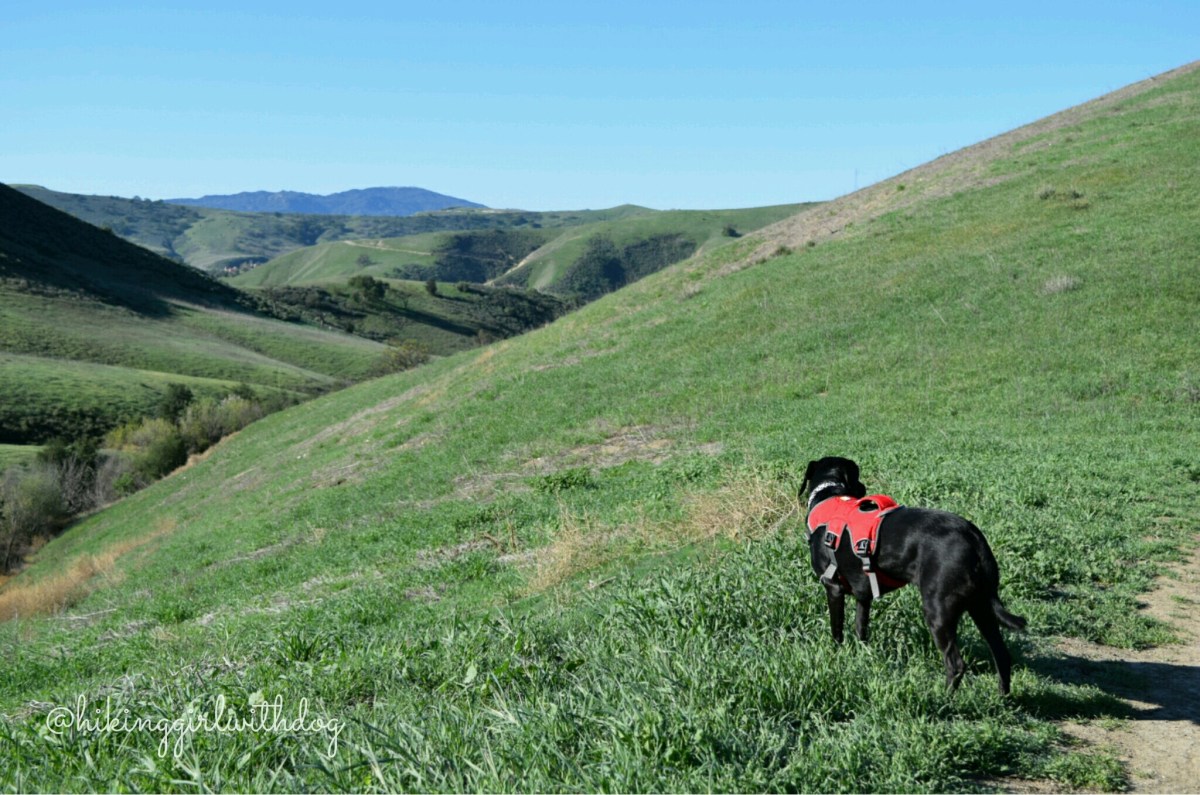 Laskey Mesa Loop in Upper Las Virgenes Canyon Open Space – Hiking Girl ...