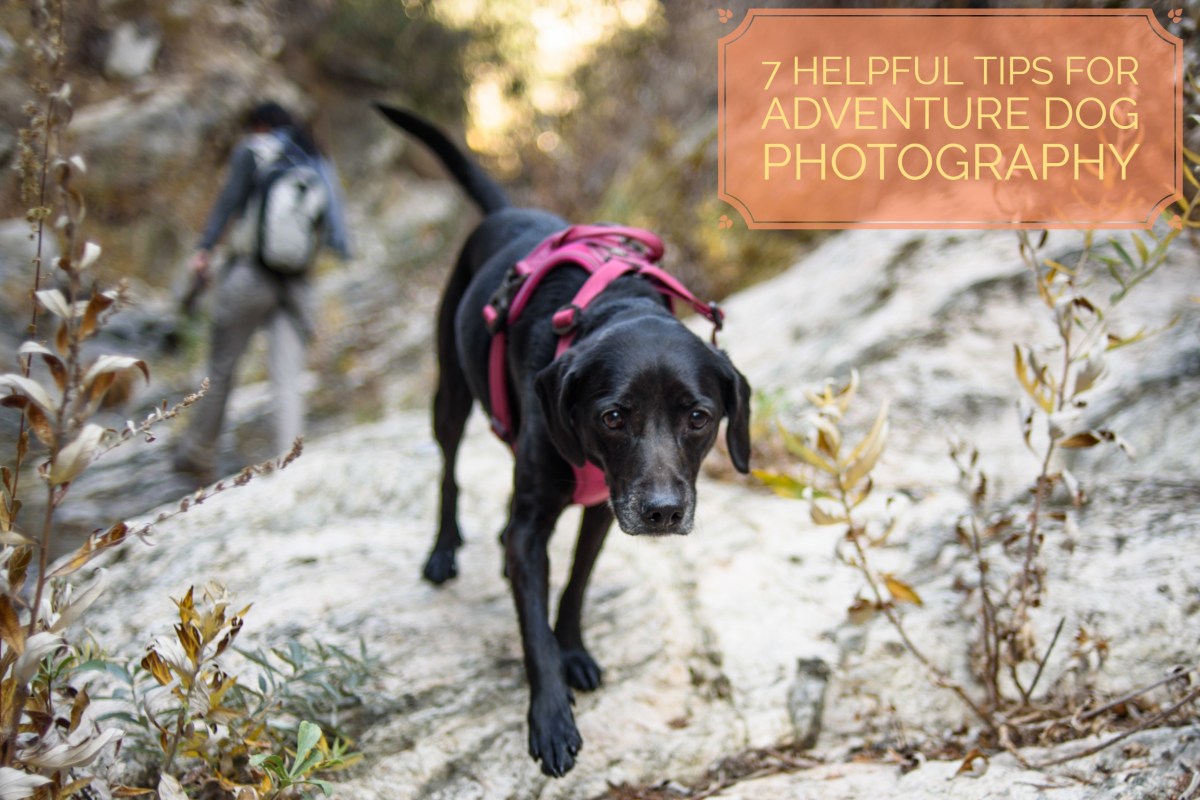 7 Tips for Adventure Dog Photography – Hiking Girl with Dog